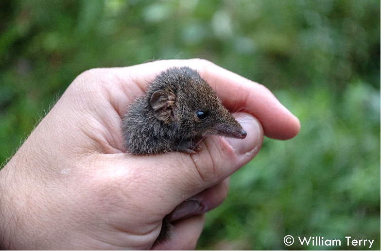 Fabulous Fauna and Fungi: with the Macedon Field Naturalists! – Macedon ...